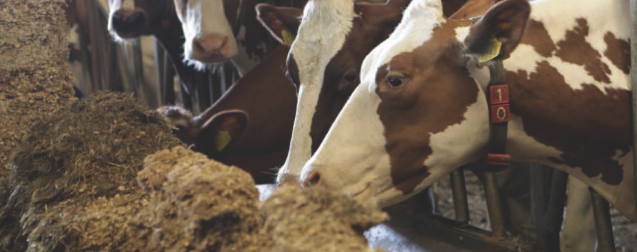 PUBLICATION: Farmer training manual – Mitigation aflatoxin in dairy ...